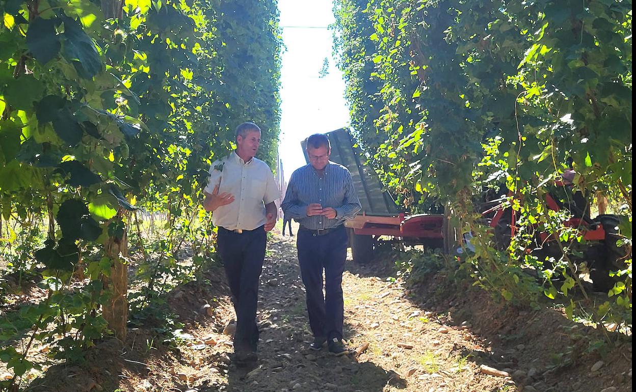 Dueñas ve factible duplicar la superficie de lúpulo con una gestión eficaz de los regadíos | El ...